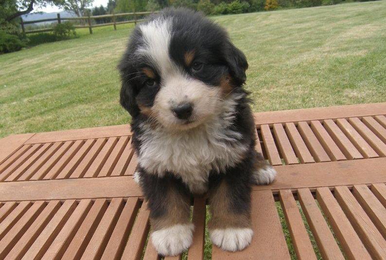 Boyero de Berna Chile – Criadero D'Bolper Berner – Berner Sennenhund ...