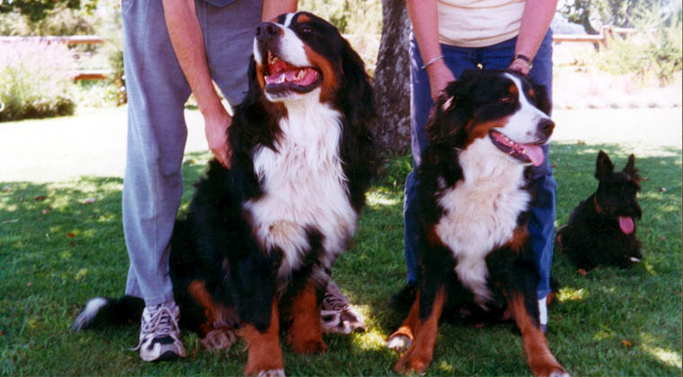 Boyero de Berna Chile – Criadero D'Bolper Berner – Berner Sennenhund ...