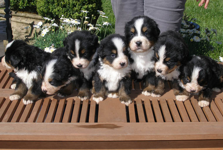 Boyero de Berna Chile – Criadero D'Bolper Berner – Berner Sennenhund ...