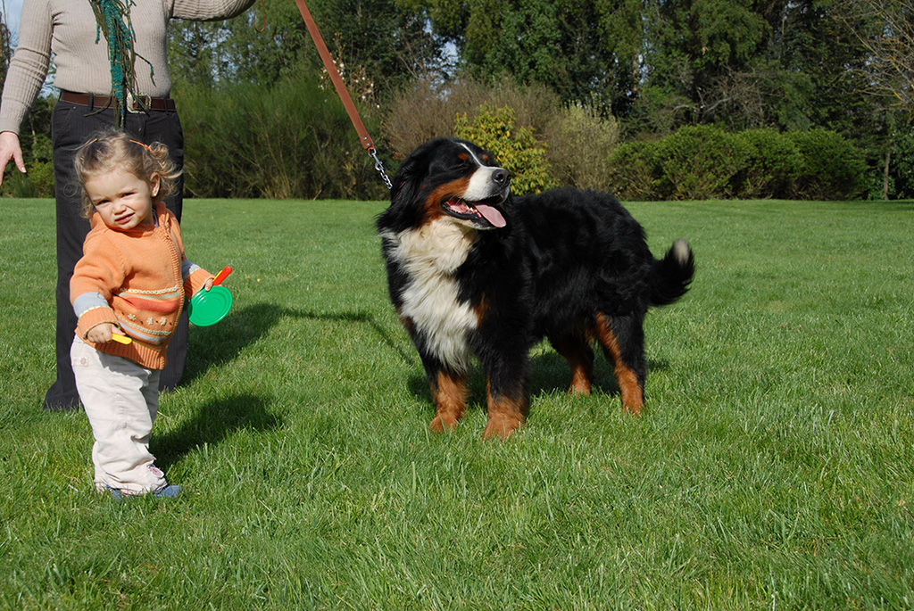 Boyero de Berna Chile – Criadero D'Bolper Berner – Berner Sennenhund ...