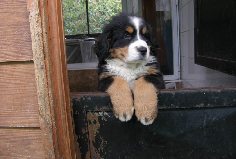 Boyero de Berna Chile – Criadero D'Bolper Berner – Berner Sennenhund ...