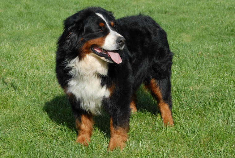 Boyero de Berna Chile – Criadero D'Bolper Berner – Berner Sennenhund ...